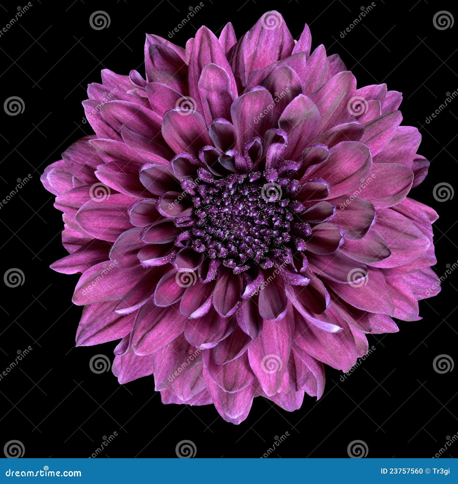 Purple Chrysanthemum Flower Isolated on Black Stock Photo - Image of ...