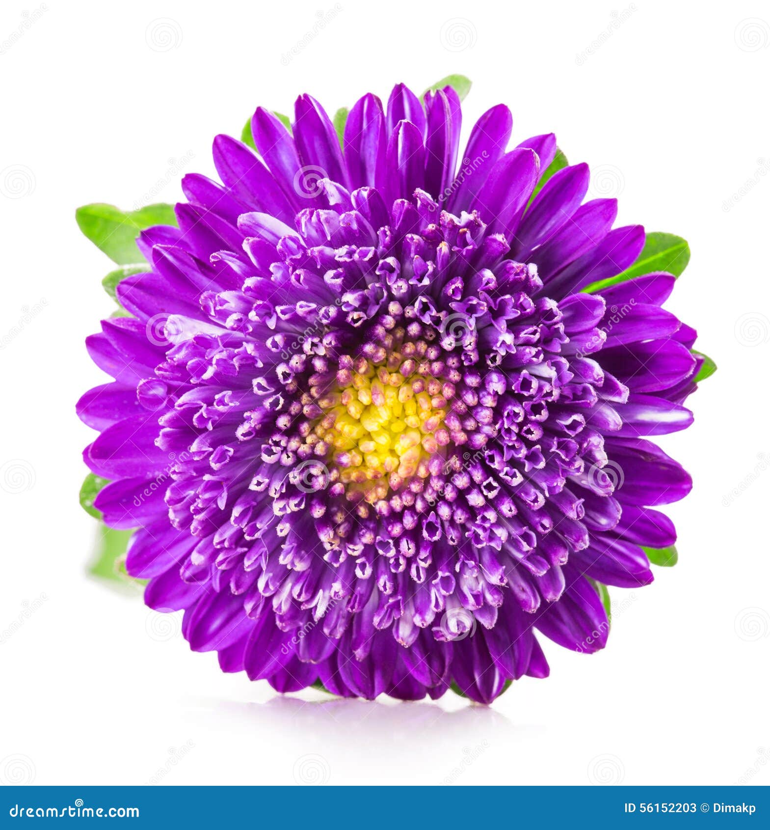Purple Chrysanthemum Flower Stock Image Image Of Botany Floral 56152203