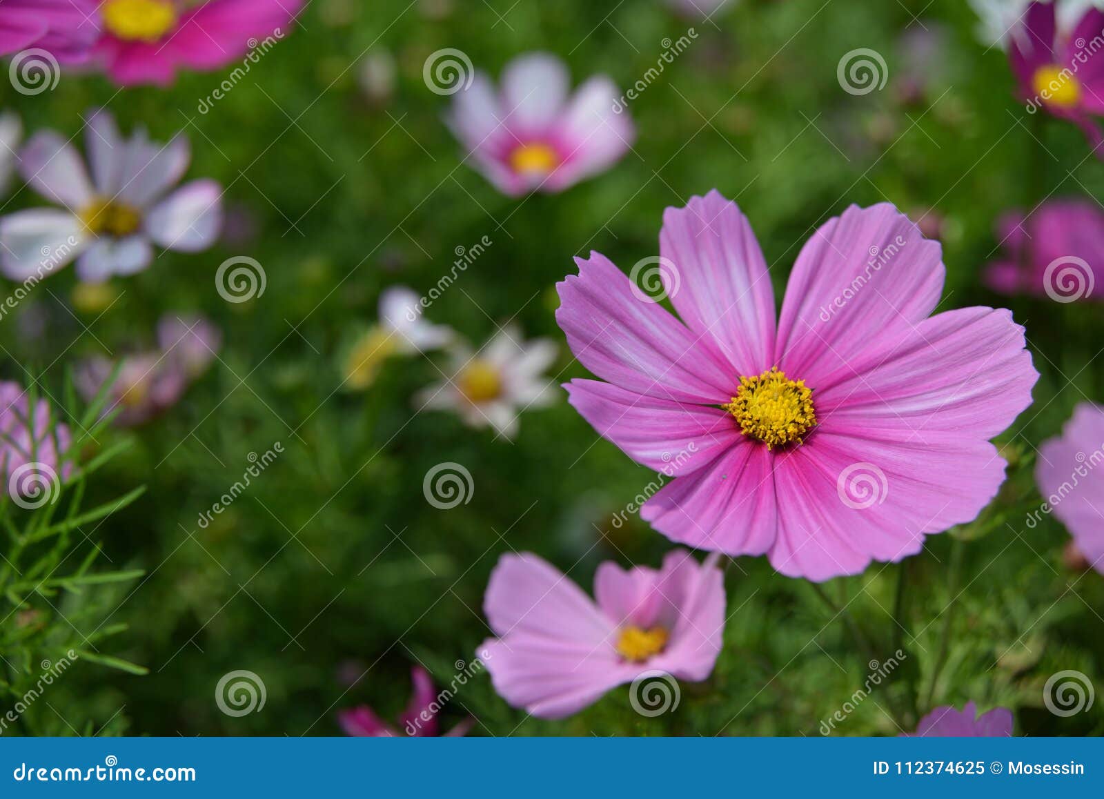 Golden Cosmos Flowers stock image. Image of waterdrop - 112374625