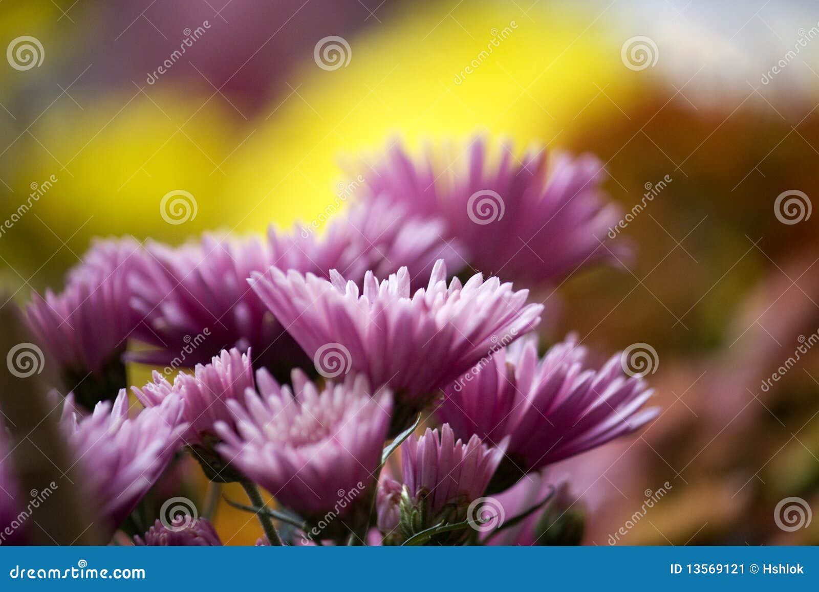 Purple Chrysanthemums stock image. Image of flower, garden - 13569121