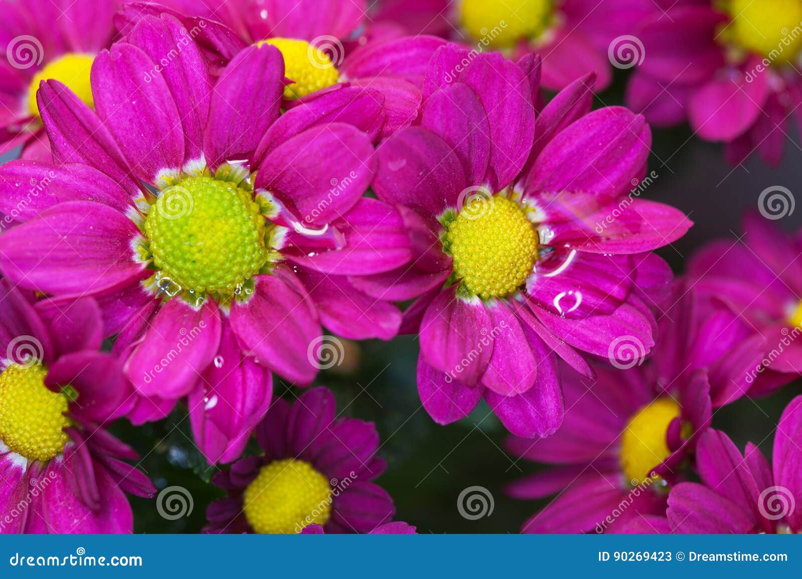 Purple chrysanthemums. stock image. Image of chrysanthemum - 90269423
