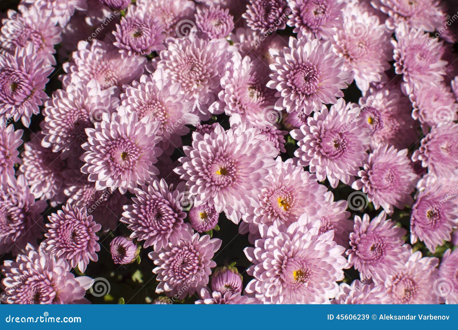 Purple chrysanthemums stock image. Image of blooming - 45606239