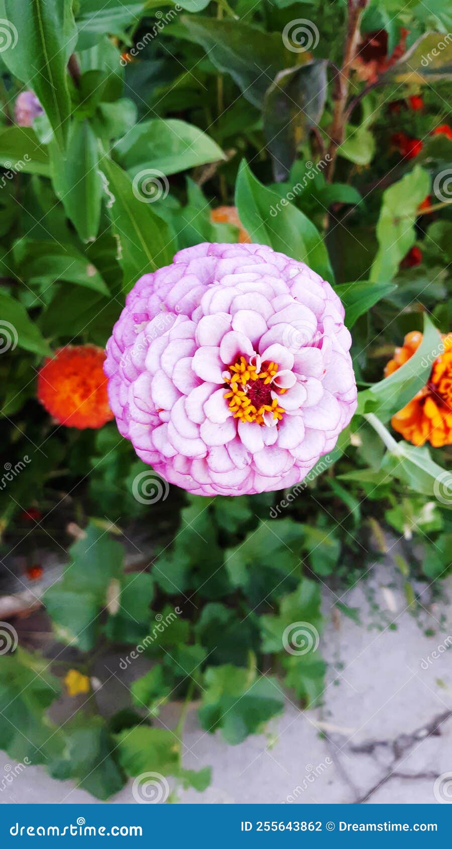 Purple Circular Flower stock photo. Image of purple - 255643862