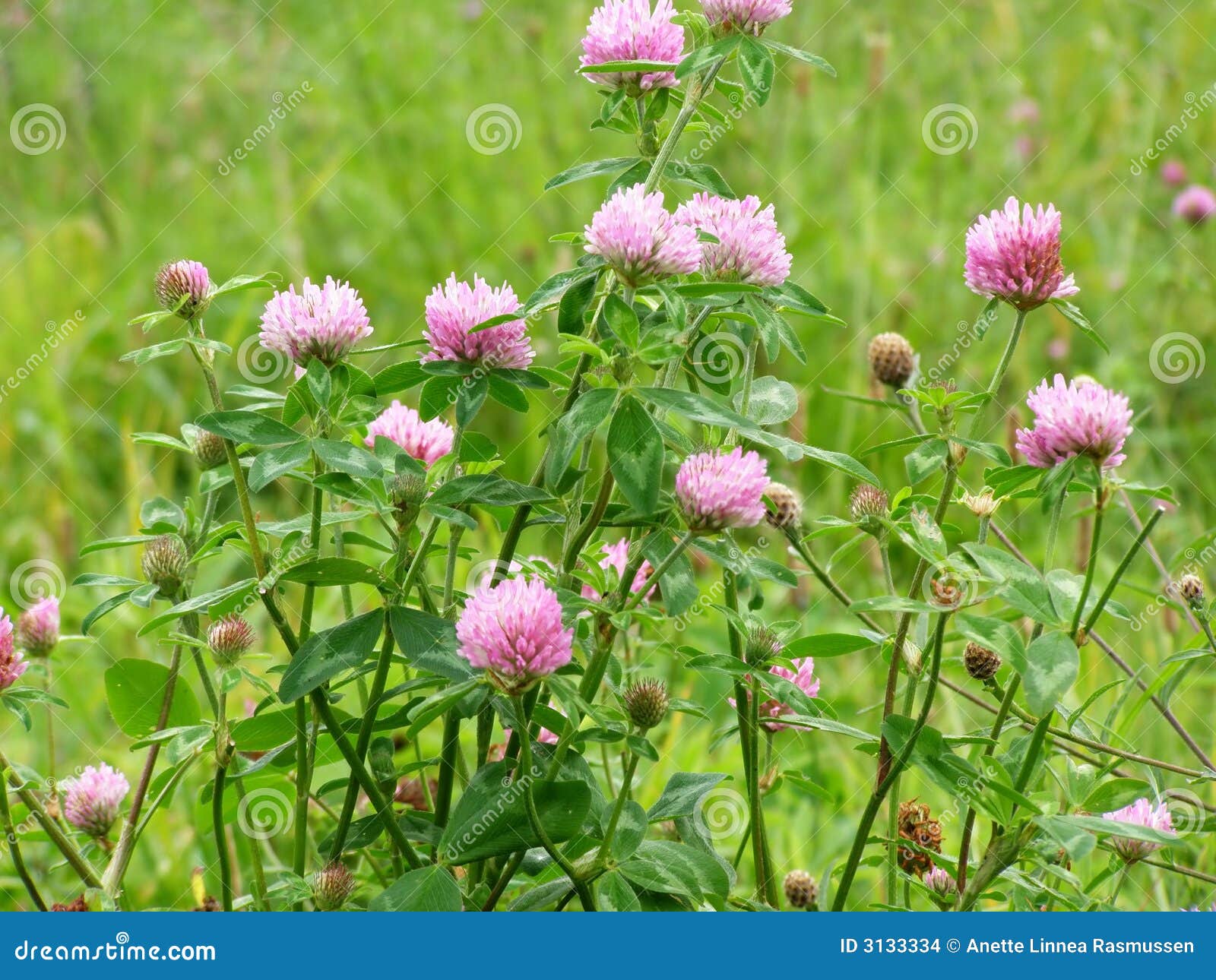 Purple clover stock photo. Image of background, purple - 3133334