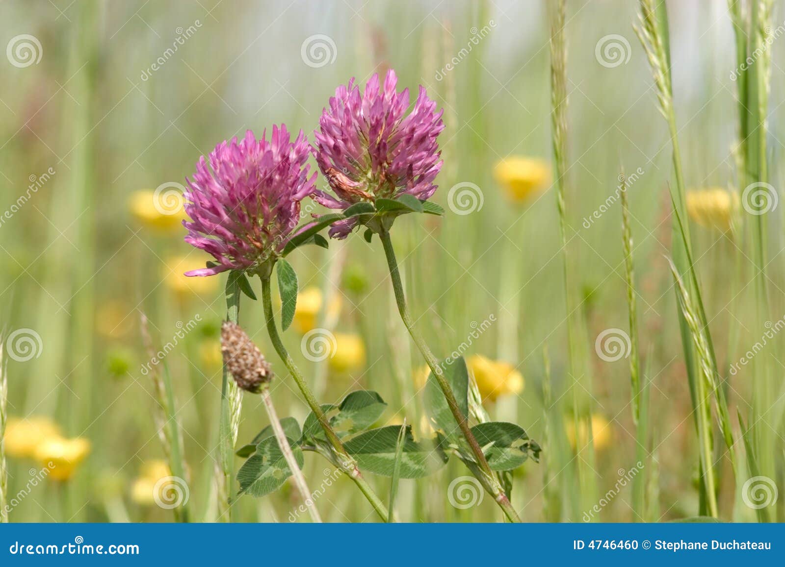 Purple clover stock photo. Image of green, greenery, sunny - 4746460
