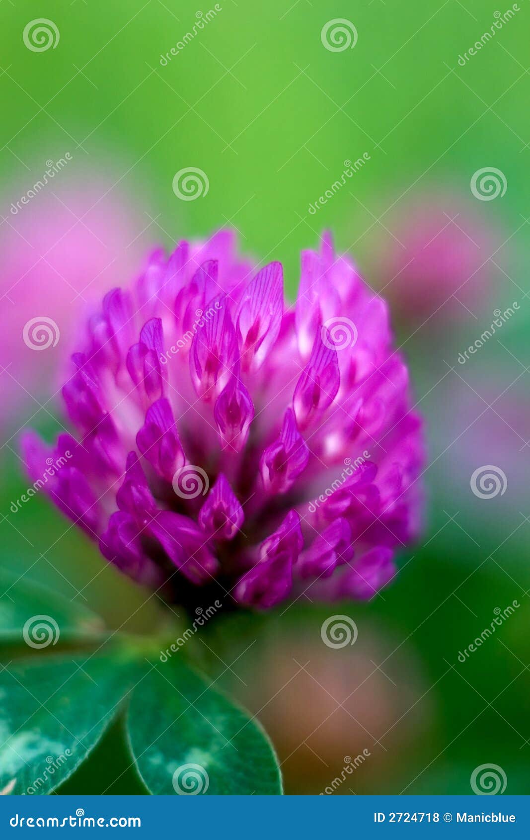 Purple clover abstract stock photo. Image of plant, flower - 2724718