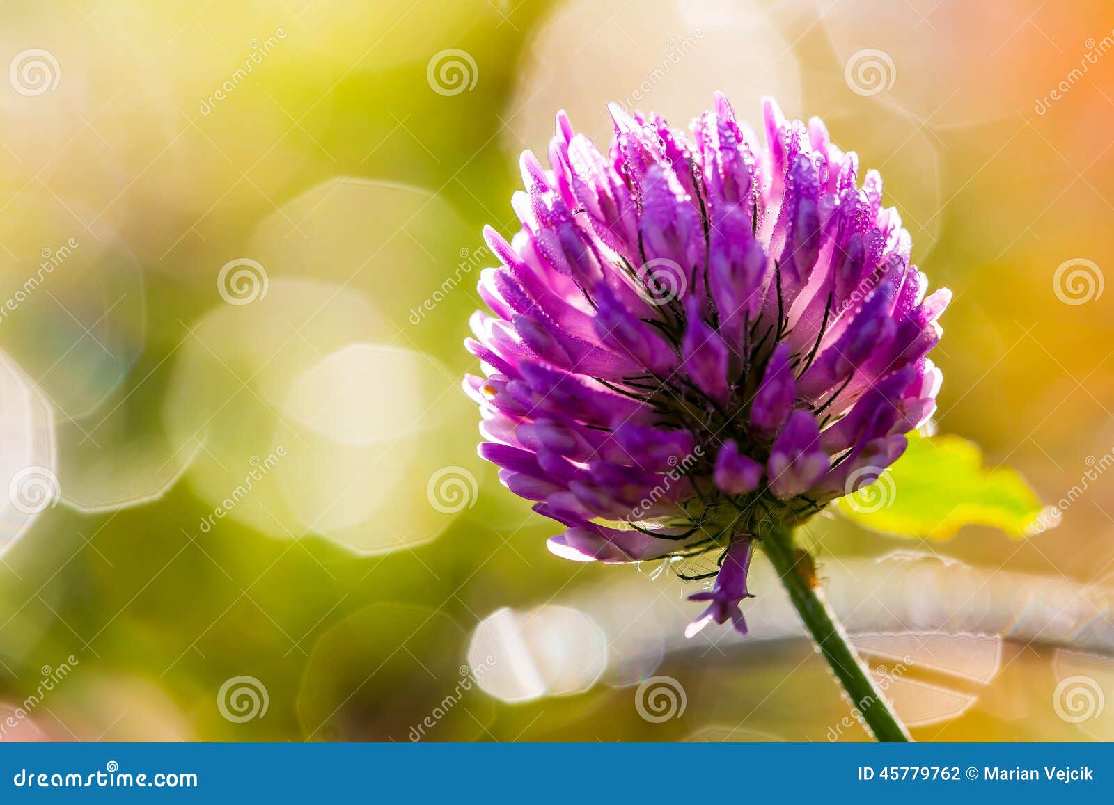 Purple Clover Flower with Dew Drops in the Morning Light Stock Photo ...