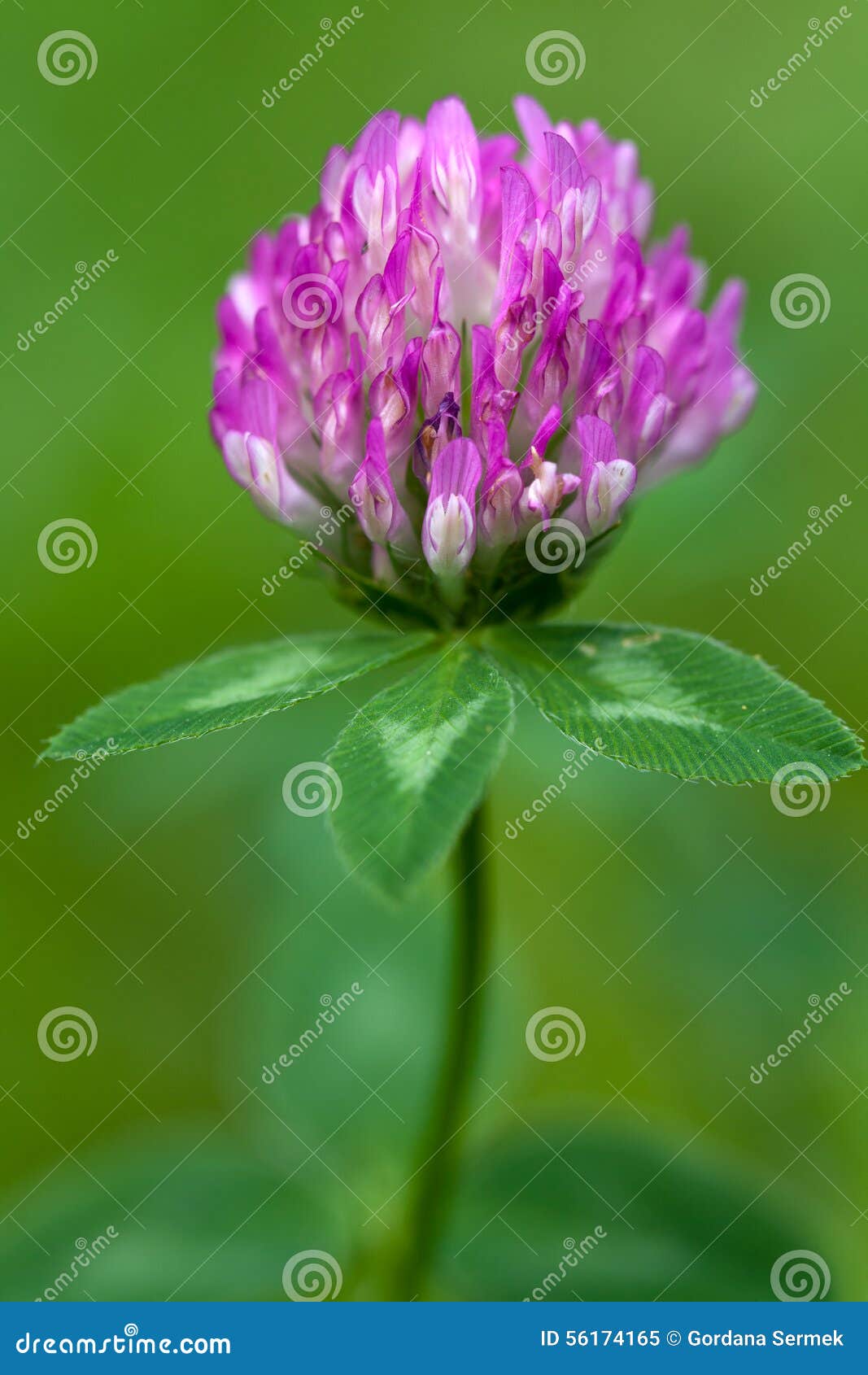 Purple clover flowerhead stock image. Image of herbal - 56174165