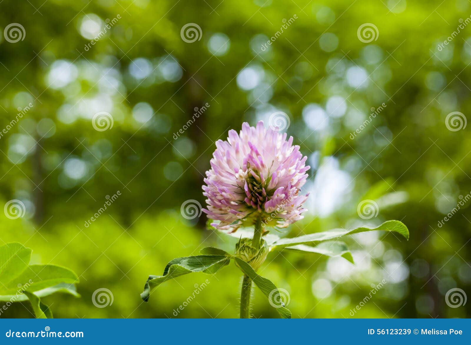 Purple Clover stock image. Image of trifolium, single - 56123239
