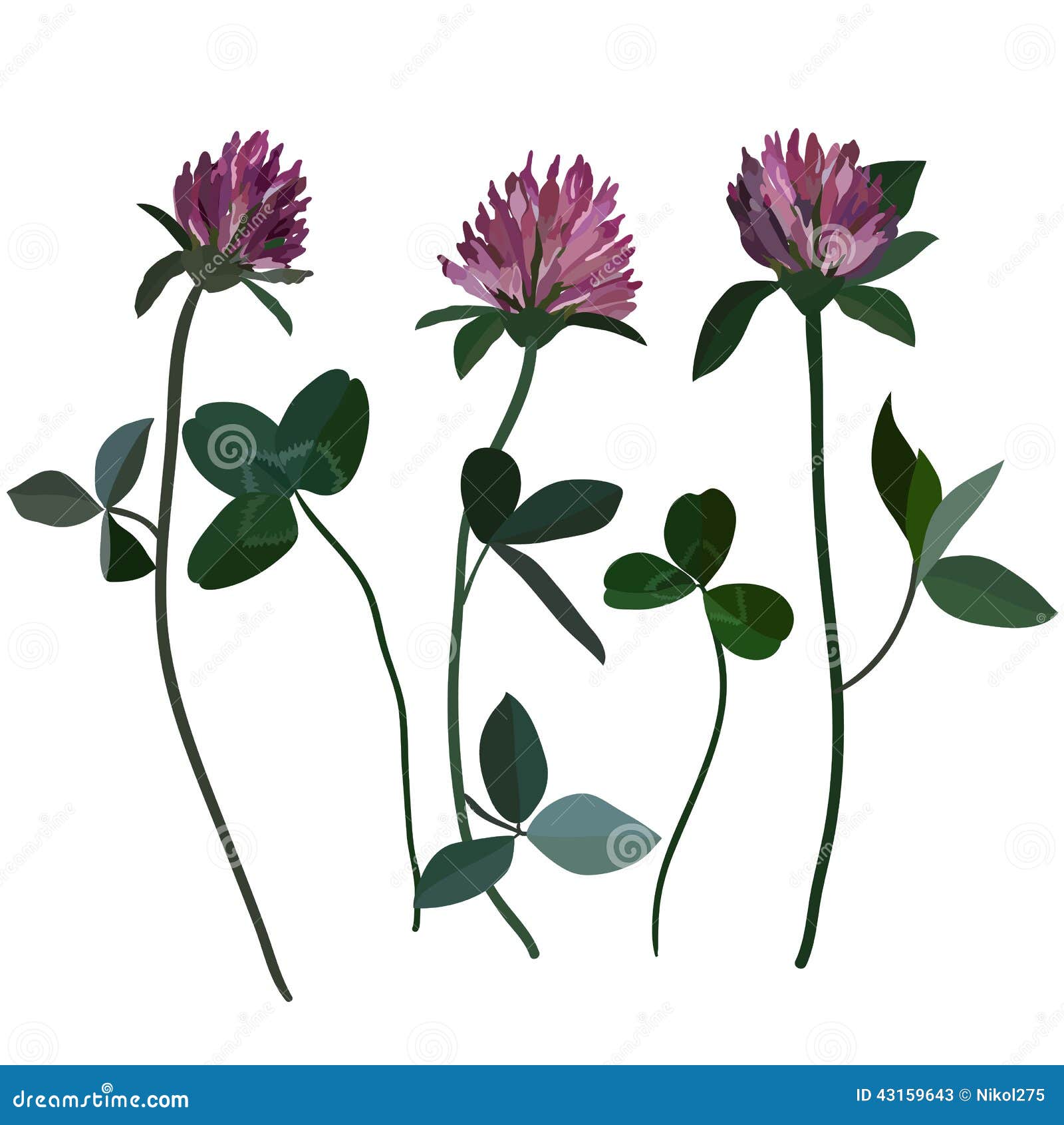 Purple Cloveres Cartoon Vector | CartoonDealer.com #43159643