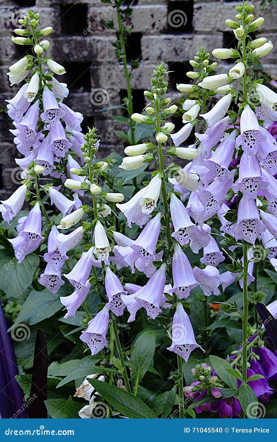 Purple Cockle Bells Flowers Stock Photo - Image of garden, purple: 71045540