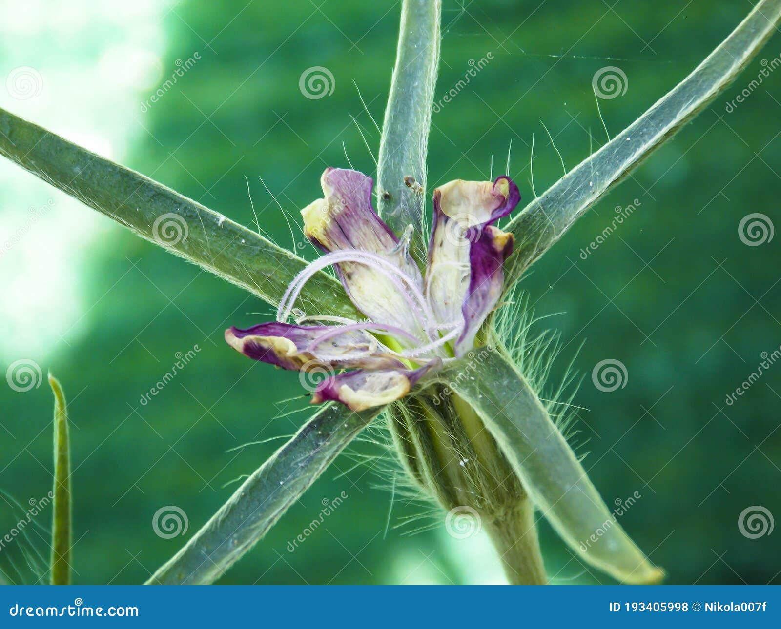 Purple Cockle Flower Closeup Macro Stock Photo - Image of cockle, herb ...