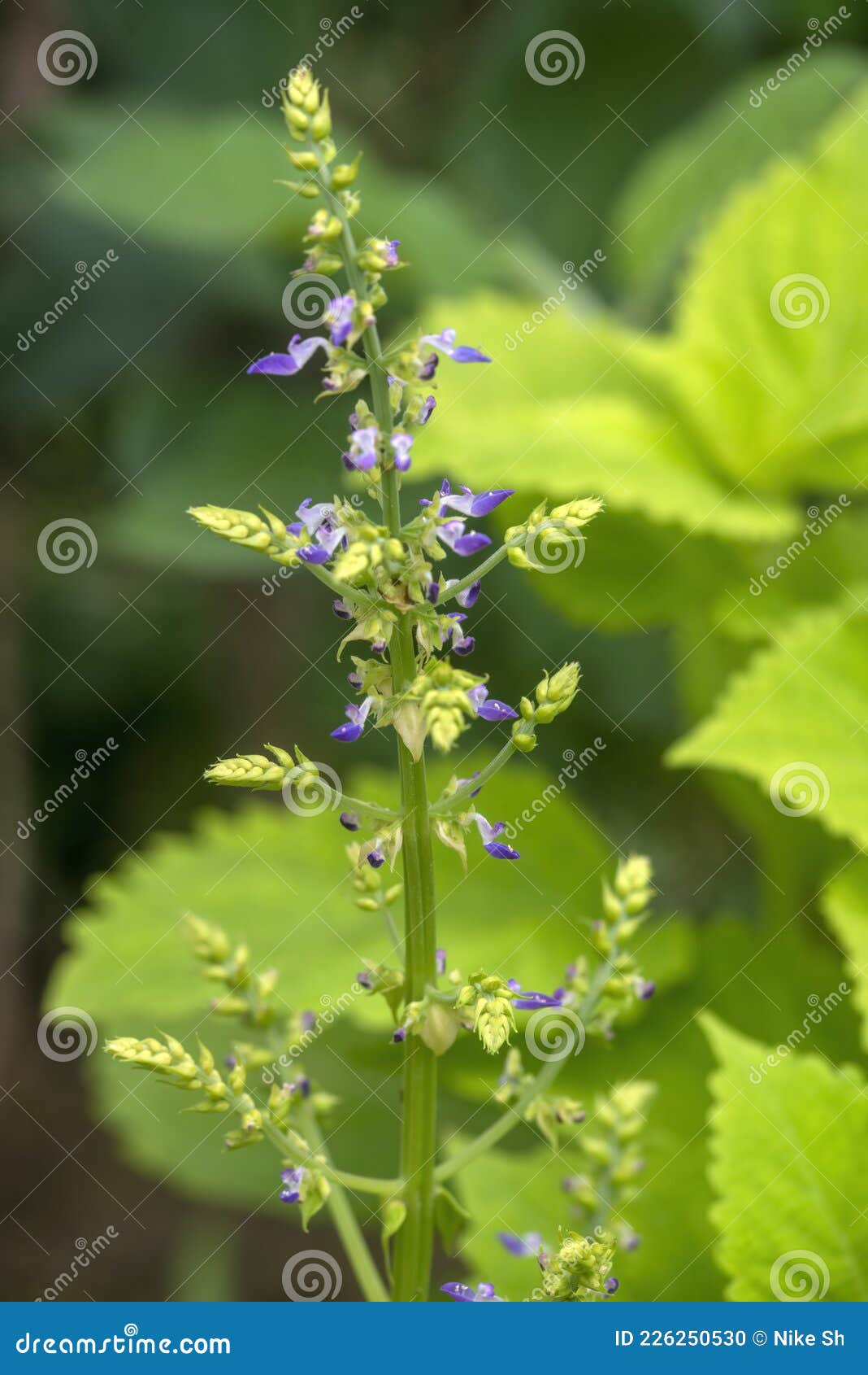 Purple Coleus flowers stock photo. Image of background - 226250530