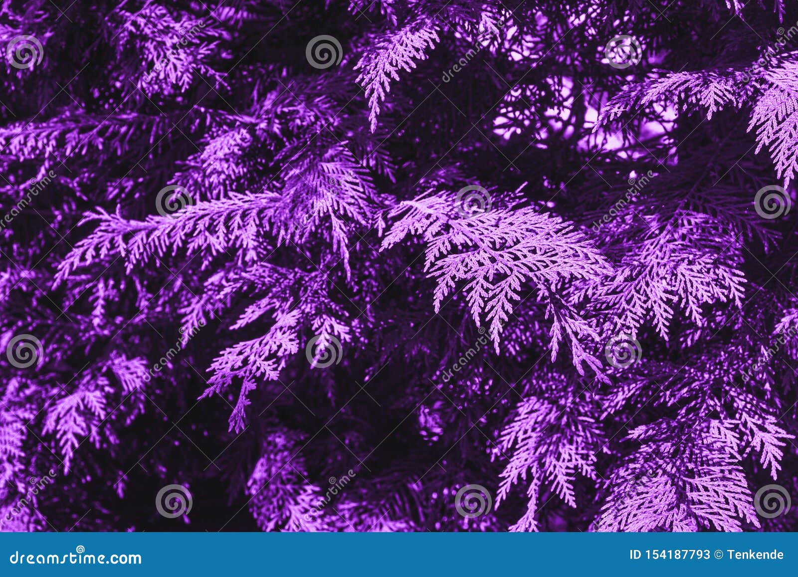 Purple Color Botanical Tree Background. Stock Image - Image of growth ...