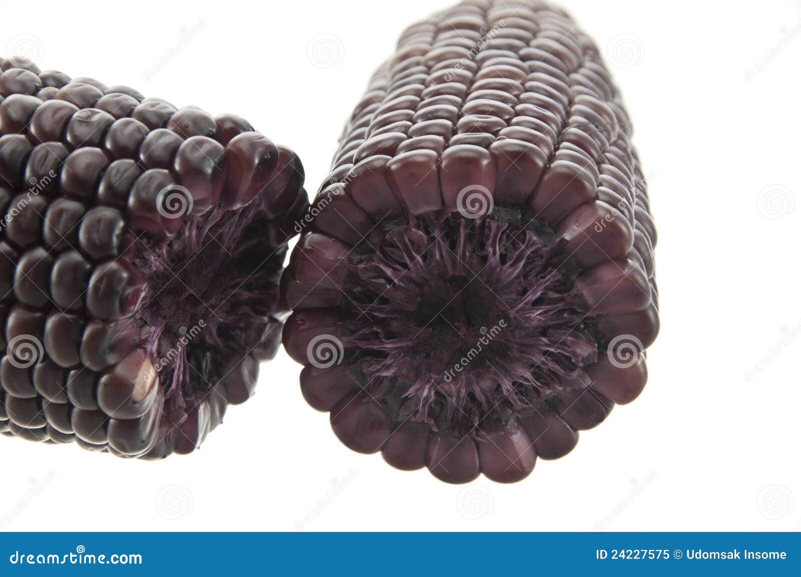 Purple color corn stock image. Image of colorful, natural - 24227575