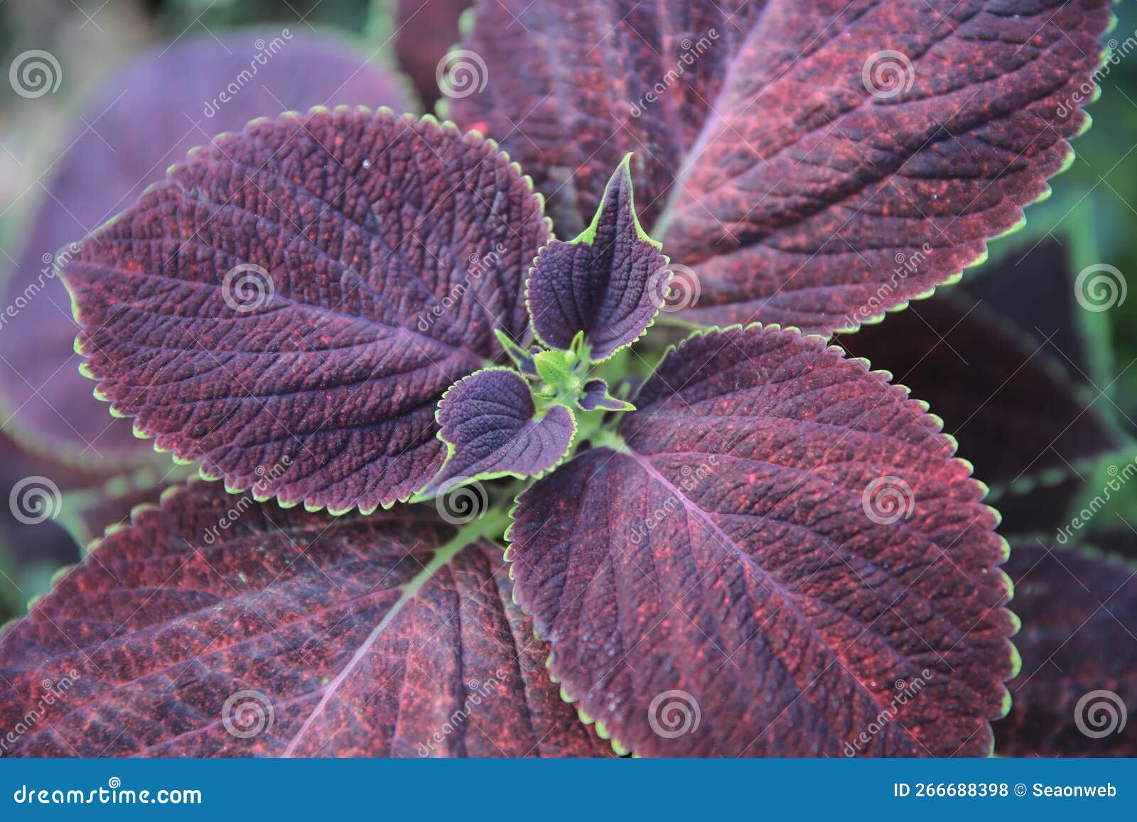 The Purple Color of Leaf, the Nature Image Stock Photo - Image of ...