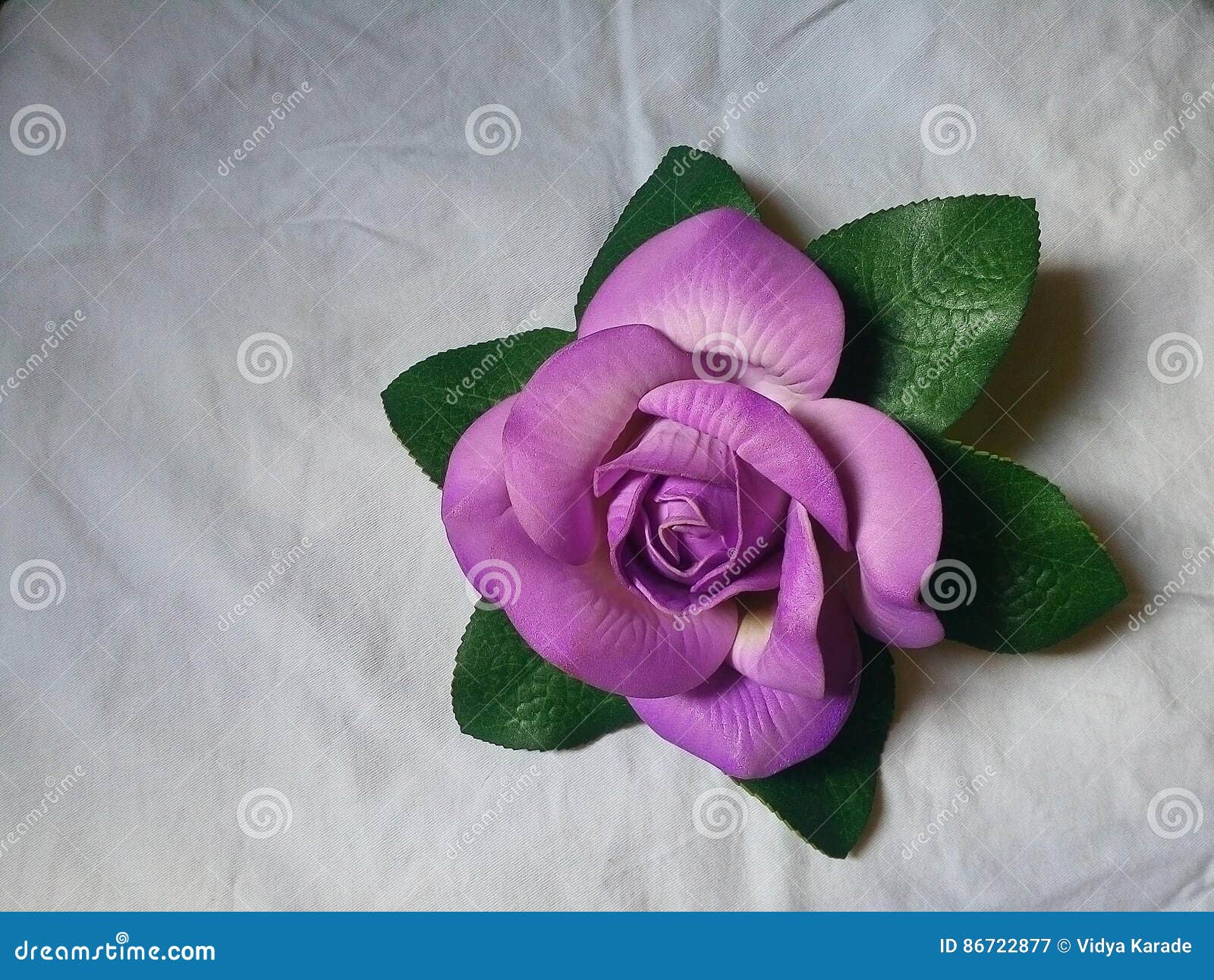 Purple Color Rose stock image. Image of flowers, rose - 86722877