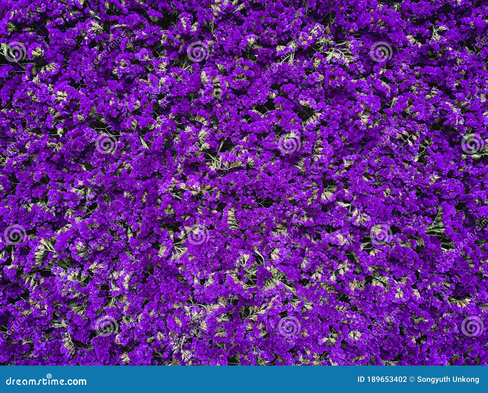 Purple Color of Statice Flowers Stock Photo - Image of color, foliage ...