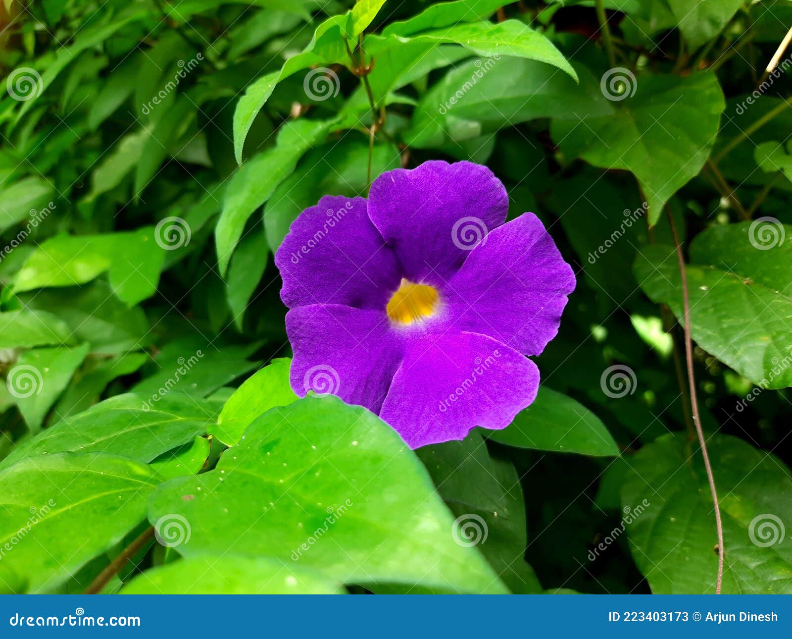 Purple Colored Allamanda Cathartica Rare Image Stock Image - Image of ...