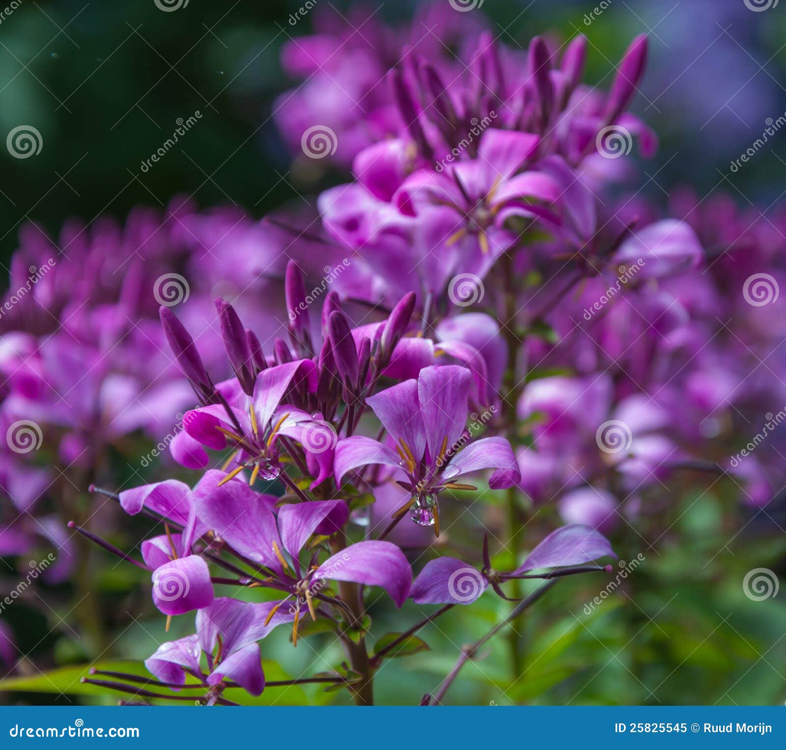 Purple Colored Cleome Spinosa Stock Image - Image of blooming, bloom ...