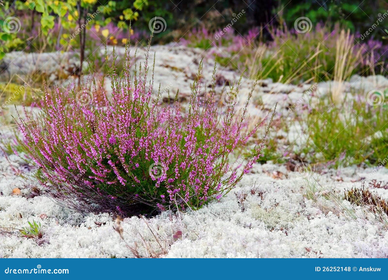Purple Colored Heather in Nature Stock Photo - Image of lichen ...