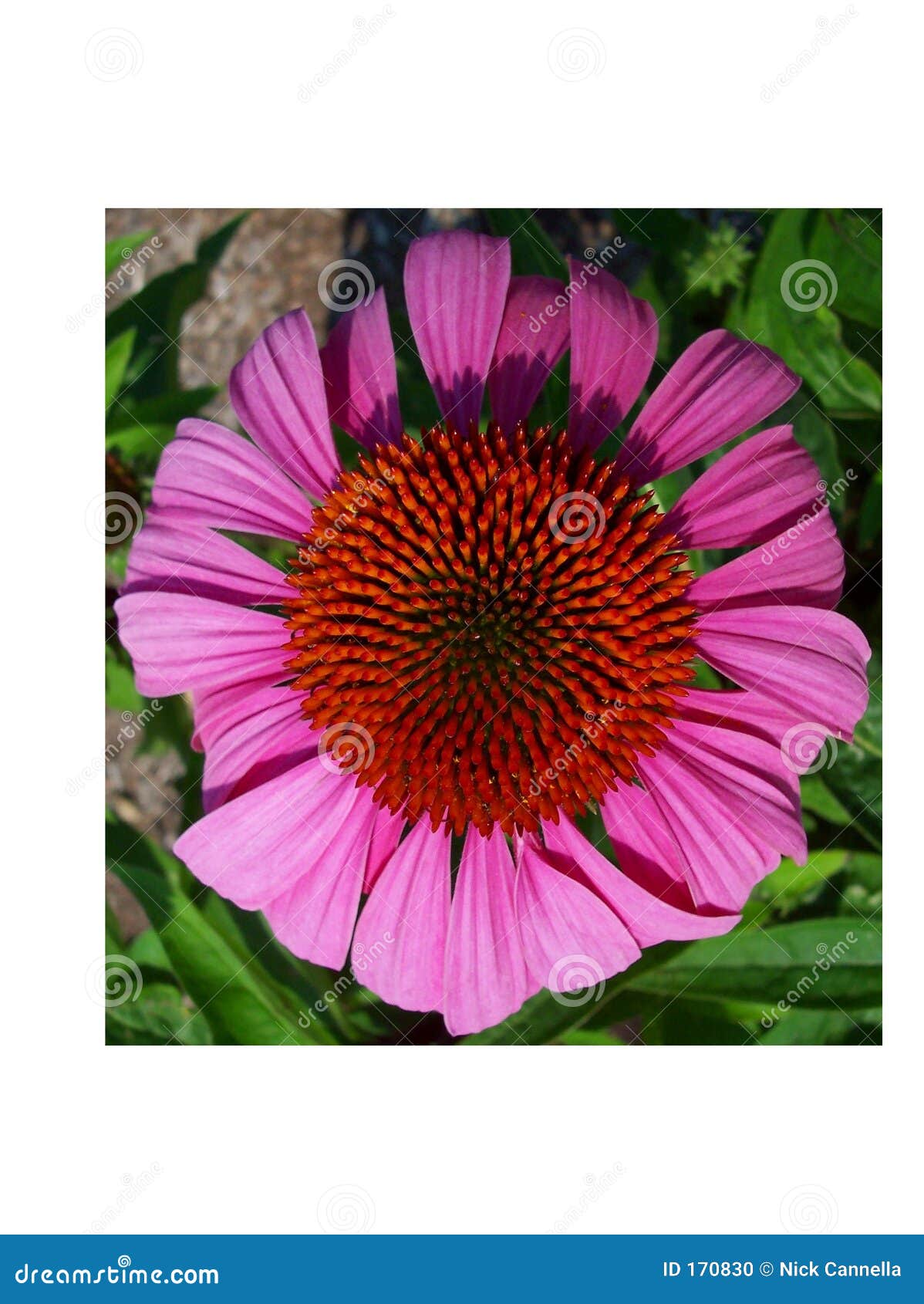 Purple Cone Flower Stock Photography | CartoonDealer.com #17224568