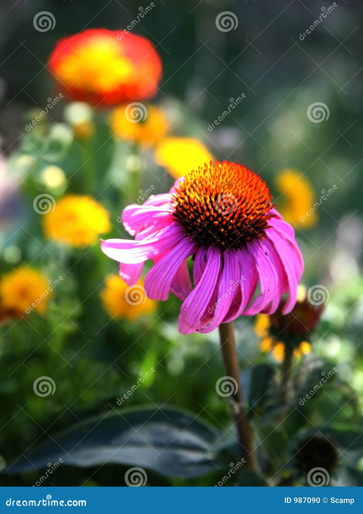Cone Flower Stock Photography | CartoonDealer.com #13778714