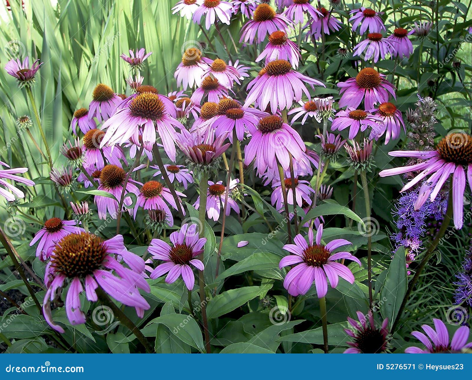 Purple Cone Flower Stock Photography | CartoonDealer.com #17224568