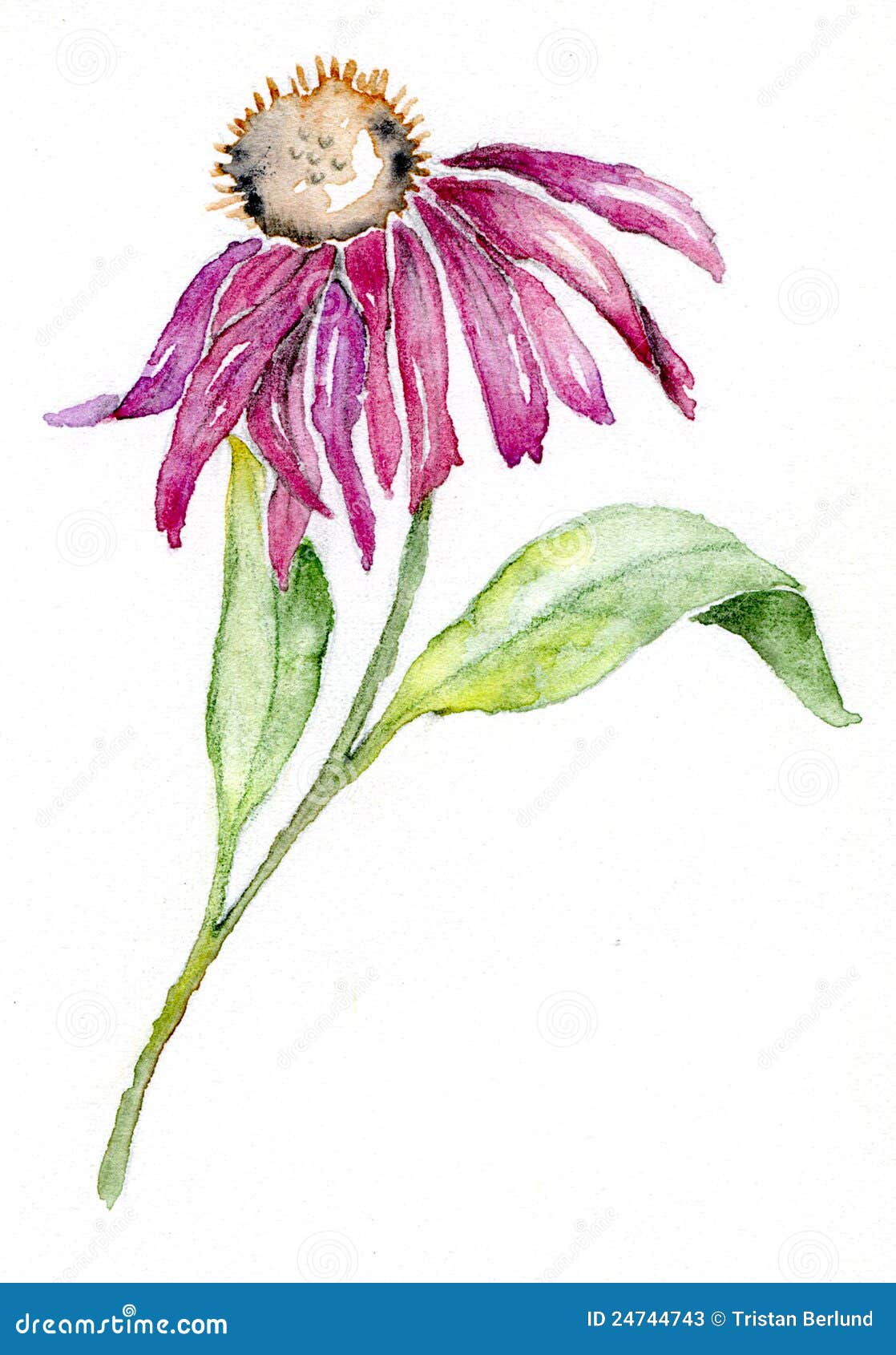 Coneflower Cartoons, Illustrations & Vector Stock Images - 4652 ...