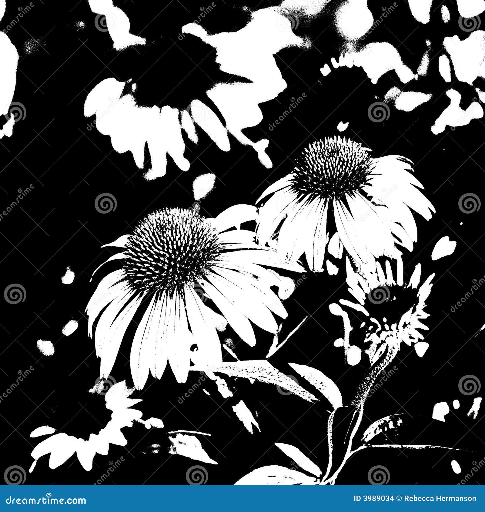 Purple Cone-Flower Vintage Illustration Cartoon Vector | CartoonDealer ...