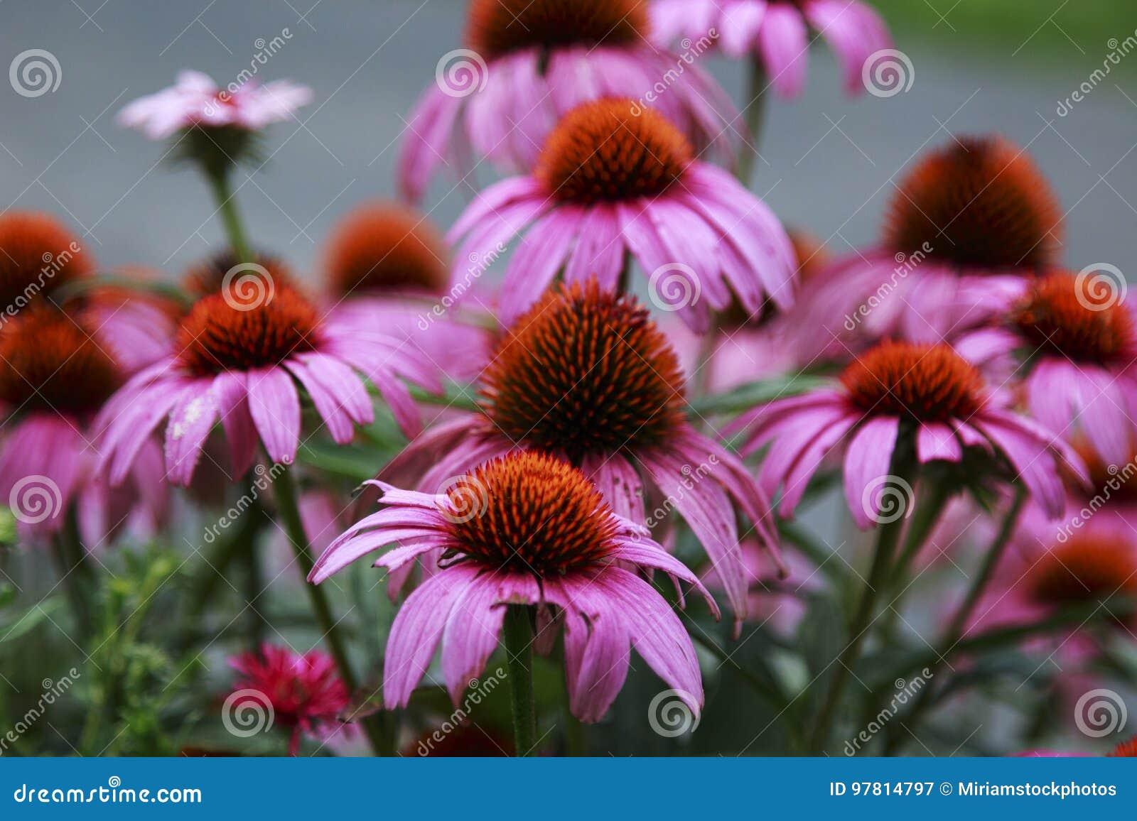 Purple Coneflowers Echinacea Growing in a Field Stock Image - Image of ...