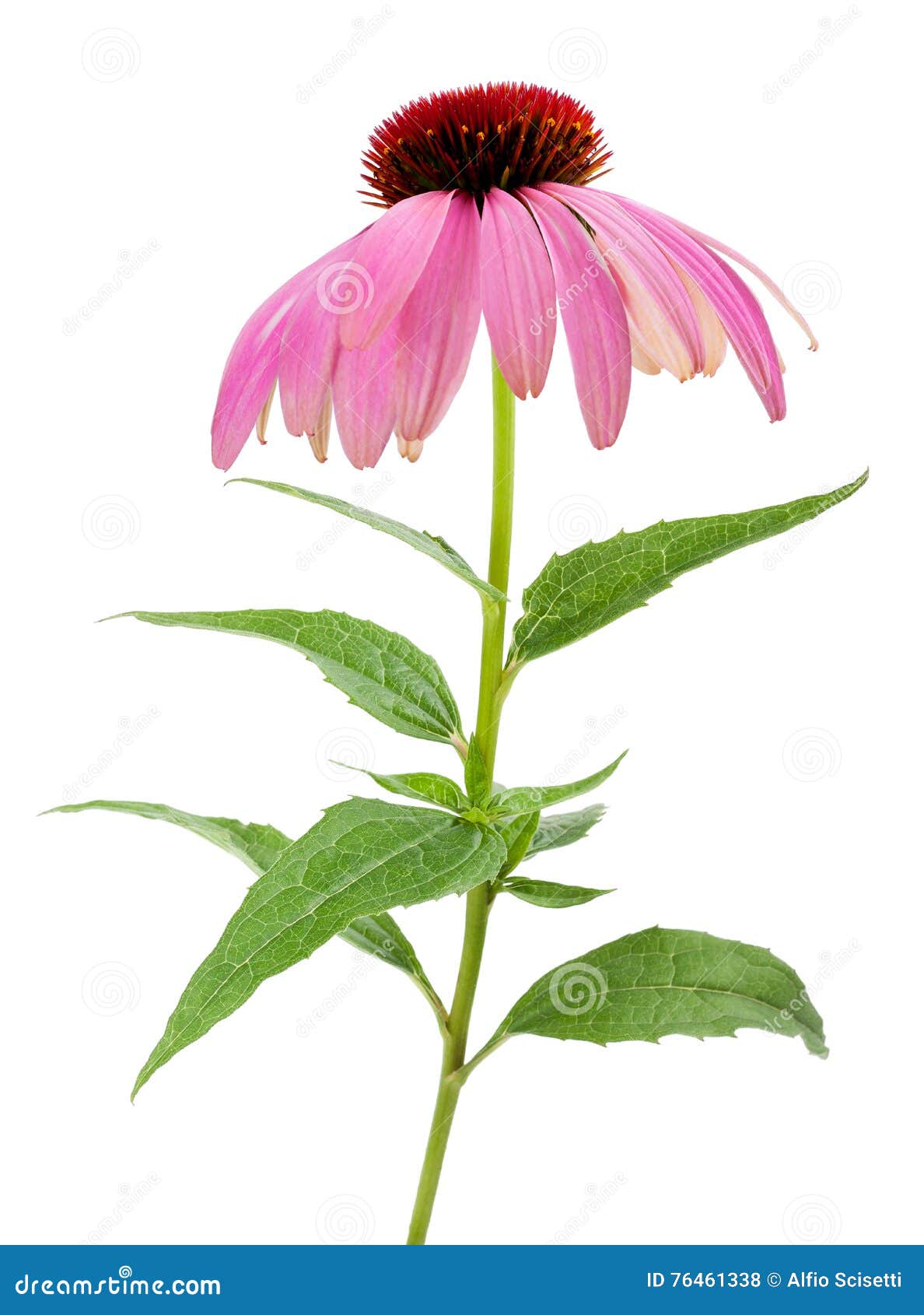 Purple Coneflowers stock photo. Image of nature, stem - 76461338