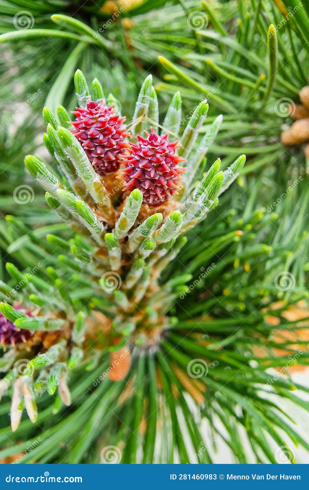 Purple Cones and Long Needles of a Pine Tree Stock Image - Image of ...