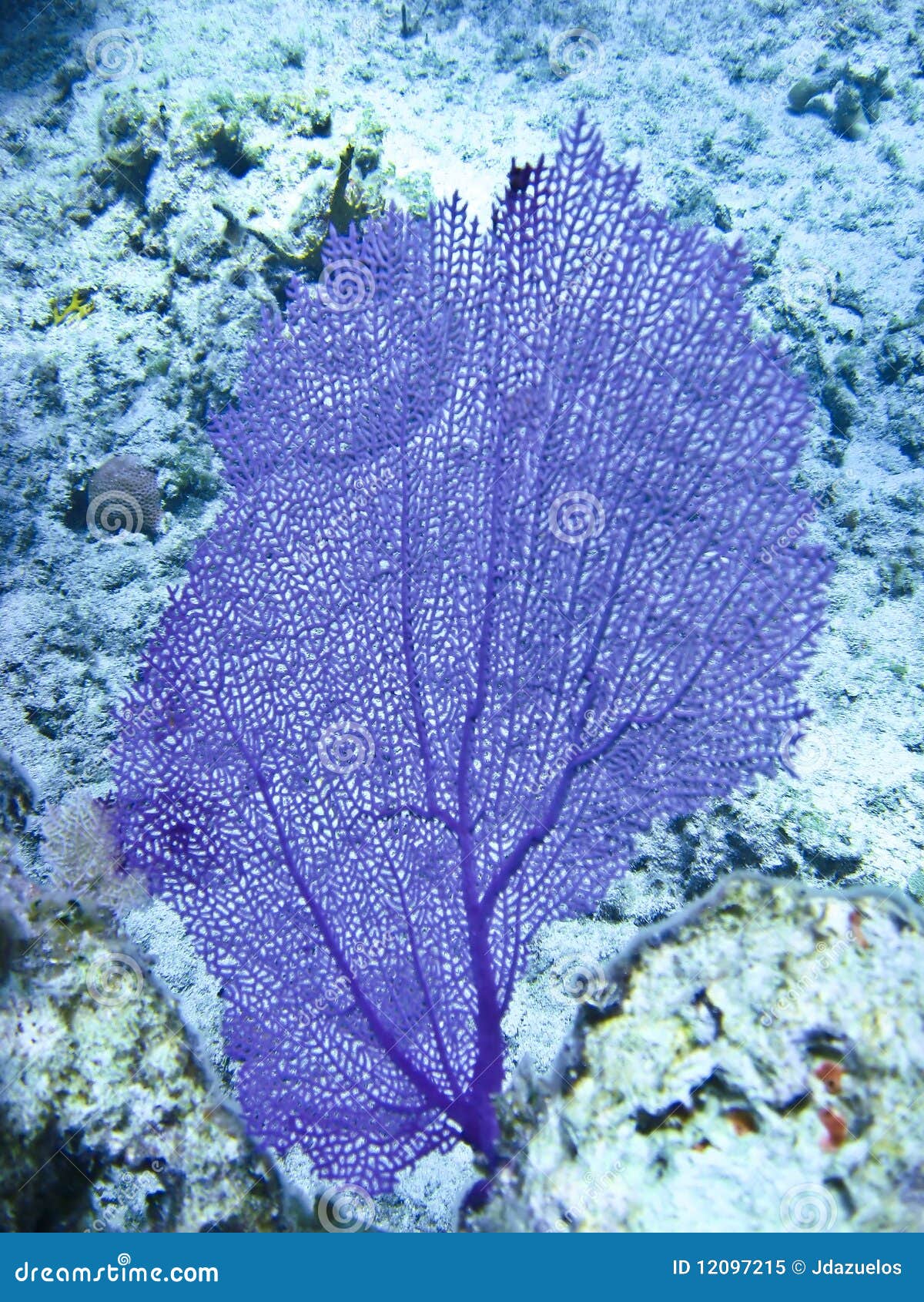 Purple Coral Fan stock image. Image of ocean, marine - 12097215