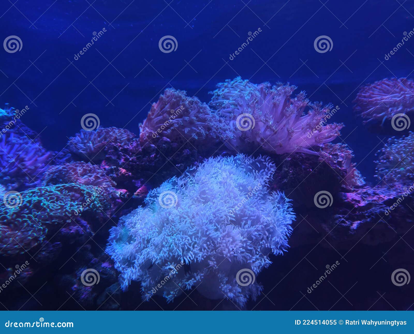 Purple Coral Reef in the Aquarium Stock Image - Image of purple, reef ...