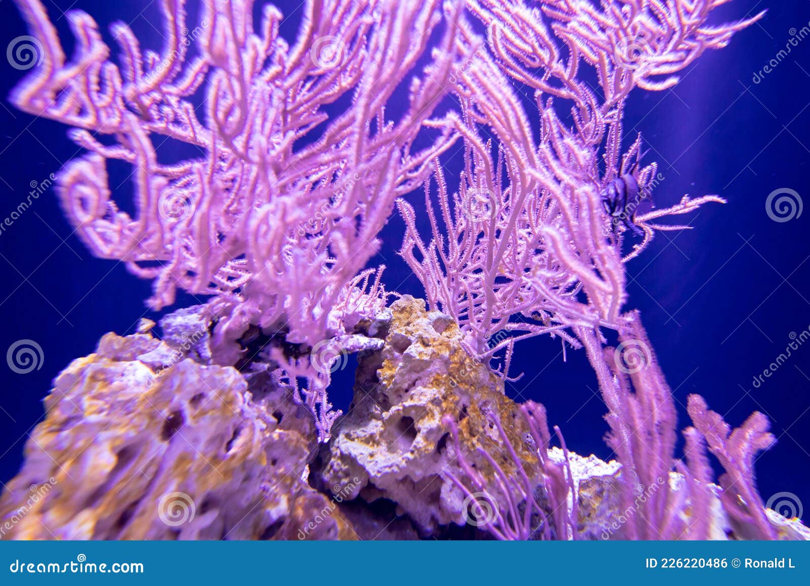 Purple Coral Reef in Aquarium Close Up Stock Photo - Image of children ...