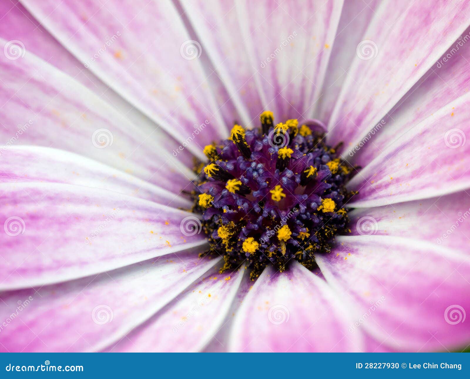 Purple Core stock photo. Image of core, daisy, purple - 28227930
