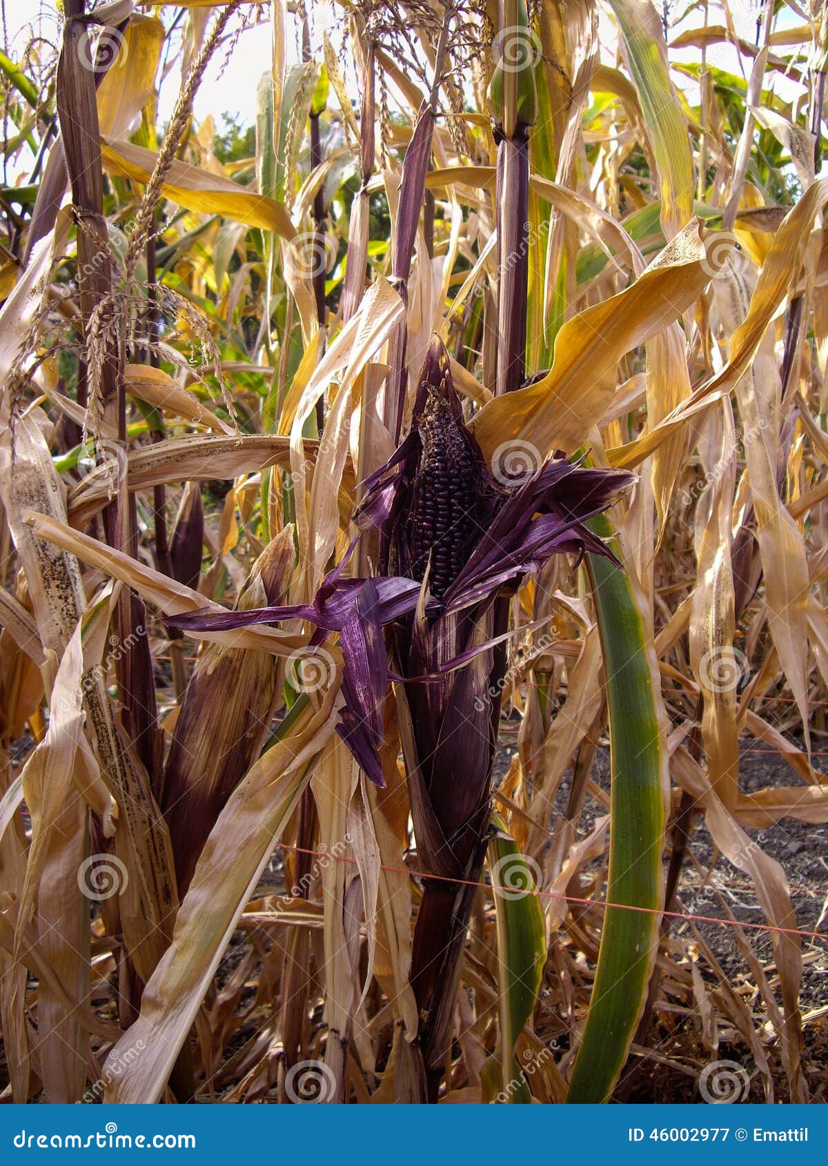 Purple Corn on the Cob in Corn Field Stock Image - Image of vegetable ...