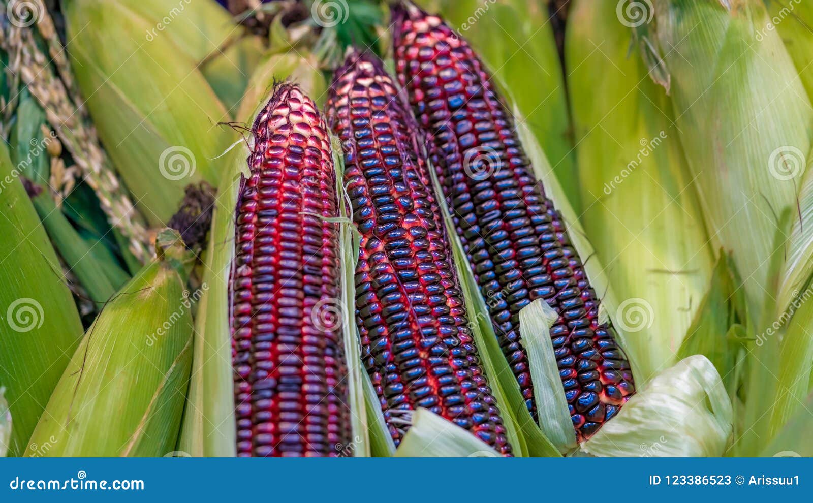 Purple Corn Cob Kernels Maize Stock Image - Image of fresh, health ...