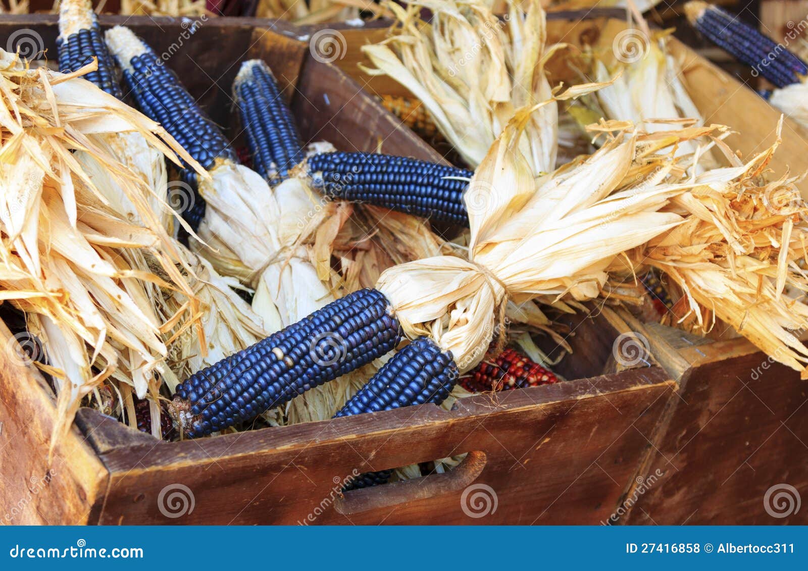 Purple corn in crate stock photo. Image of food, purple - 27416858