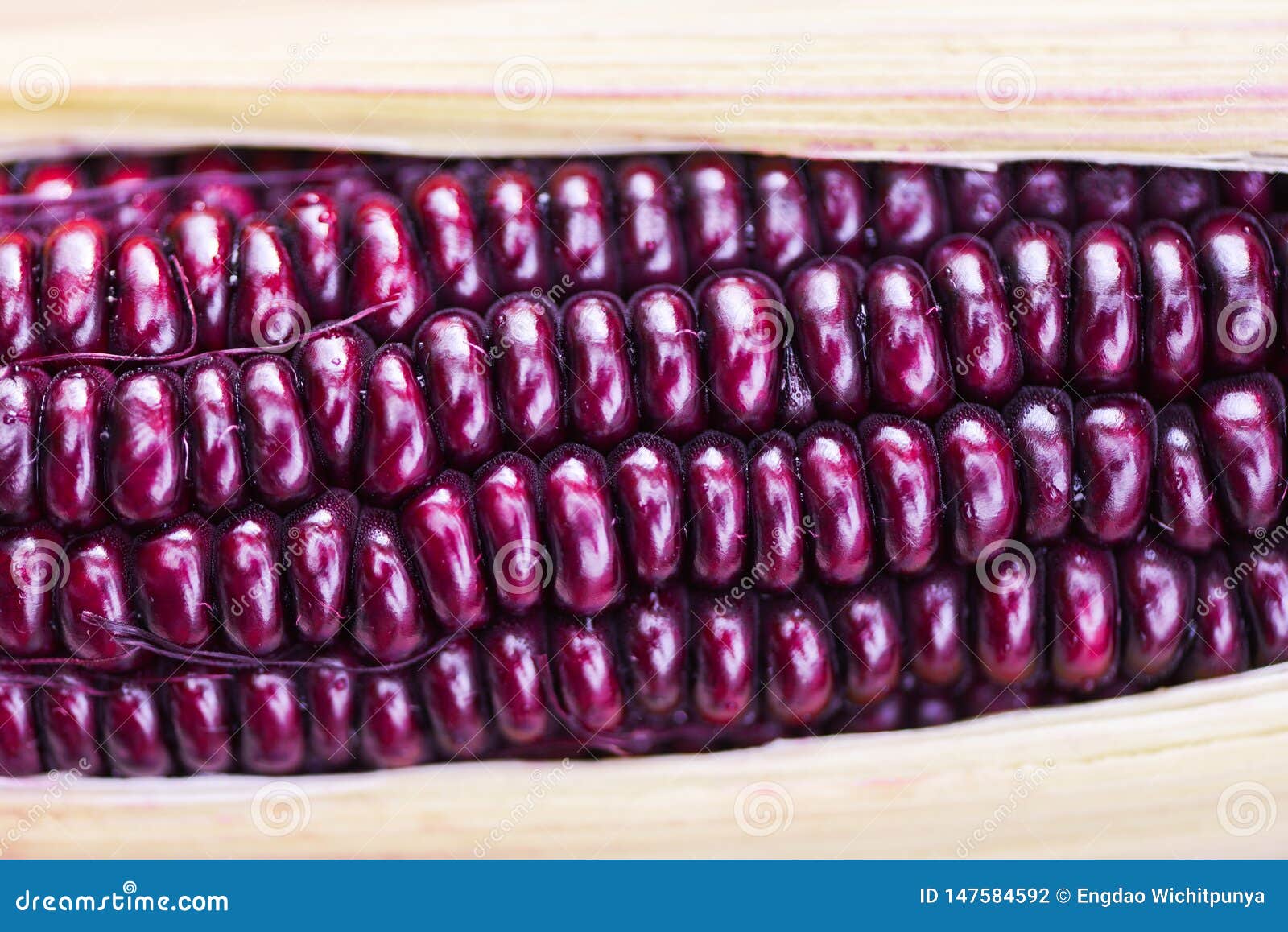 Purple Corn Fresh Close Up - Siam Ruby Queen or Sweet Red Corn on Cob ...