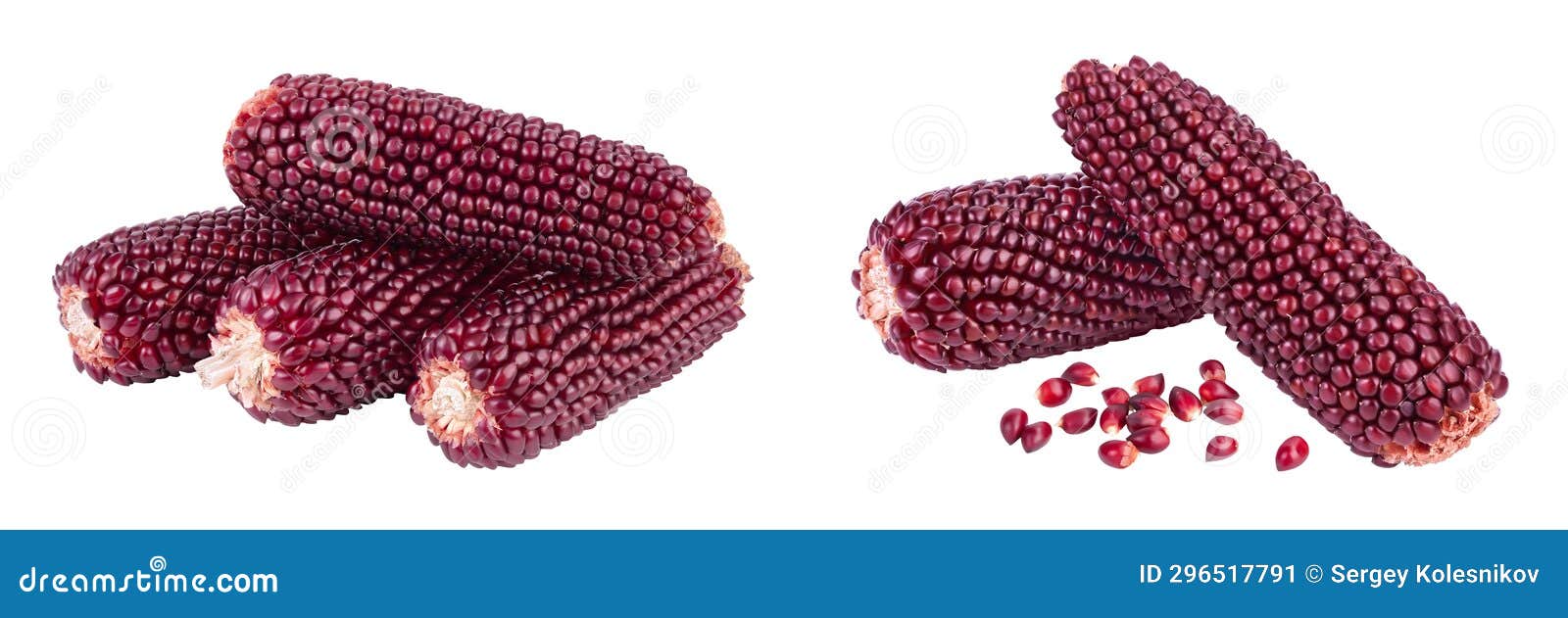 Purple Corn or Maize Isolated on White Background with Full Depth of ...