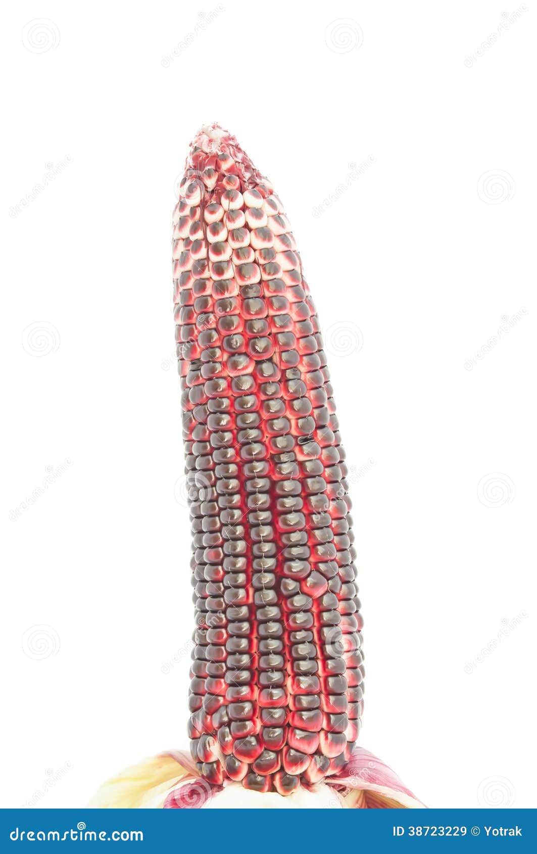 Purple corn stock image. Image of gluten, grain, blood - 38723229