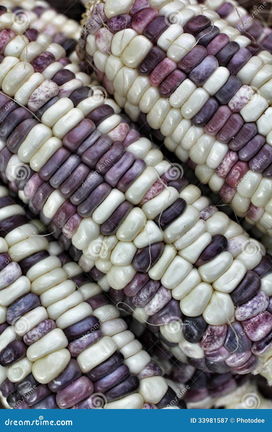 Purple corn stock image. Image of peru, peruvian, autumn - 33981587