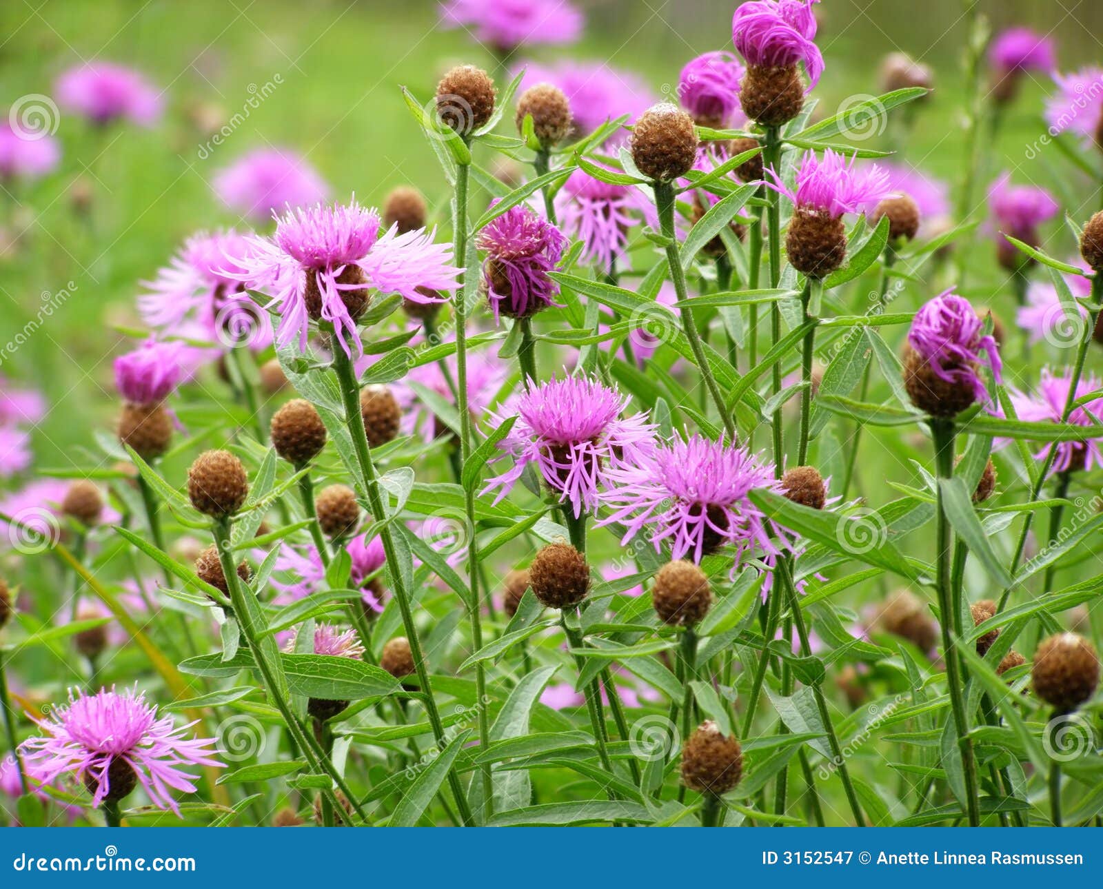 Purple cornflower stock image. Image of composite, flower - 3152547