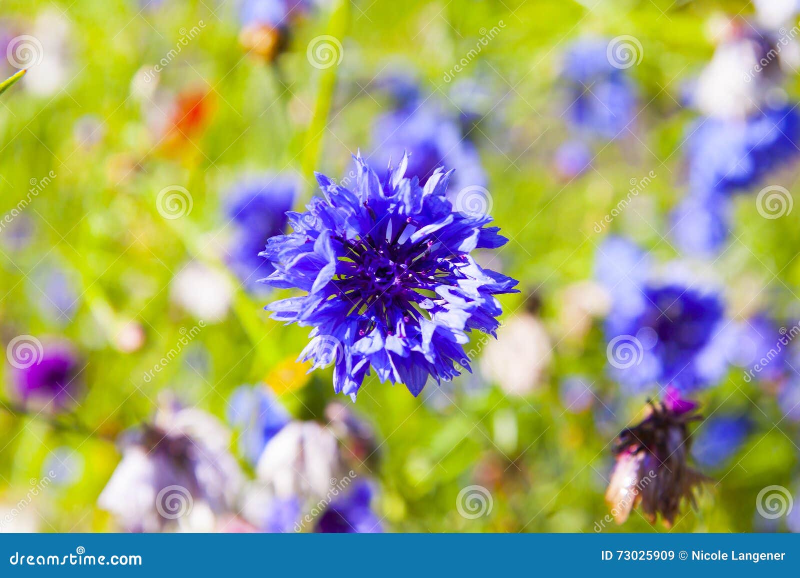 Purple Cornflower stock image. Image of plant, color - 73025909