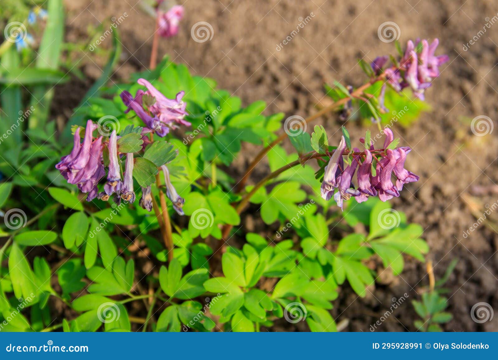 Purple Corydalis Flowers in Forest at Spring Stock Image - Image of ...