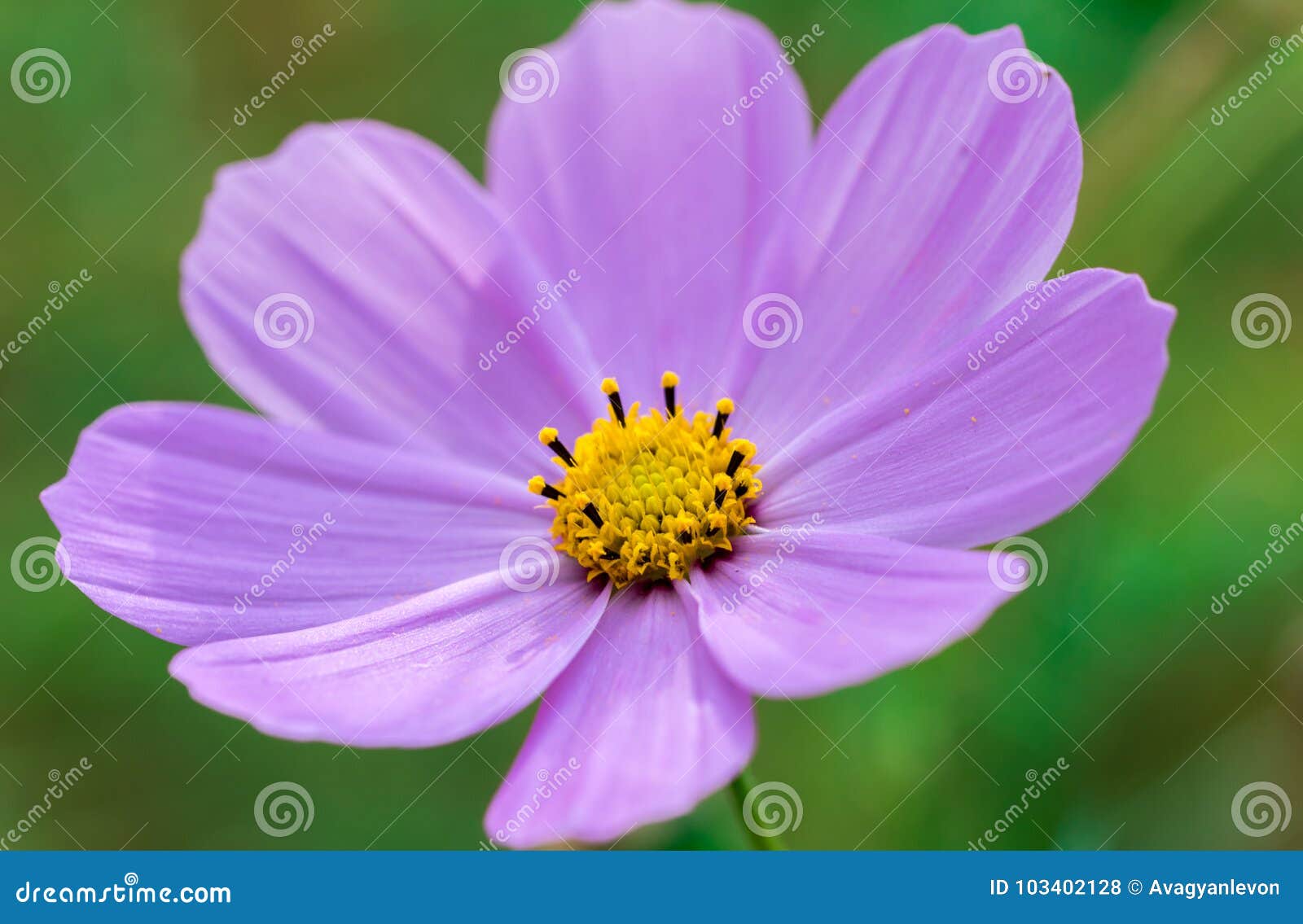 Purple Cosmo Flower stock photo. Image of flower, flowers - 103402128