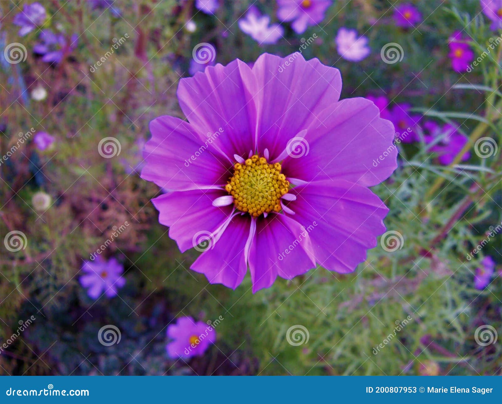 Purple Cosmo Flower with Cosmos in Background Stock Image - Image of ...
