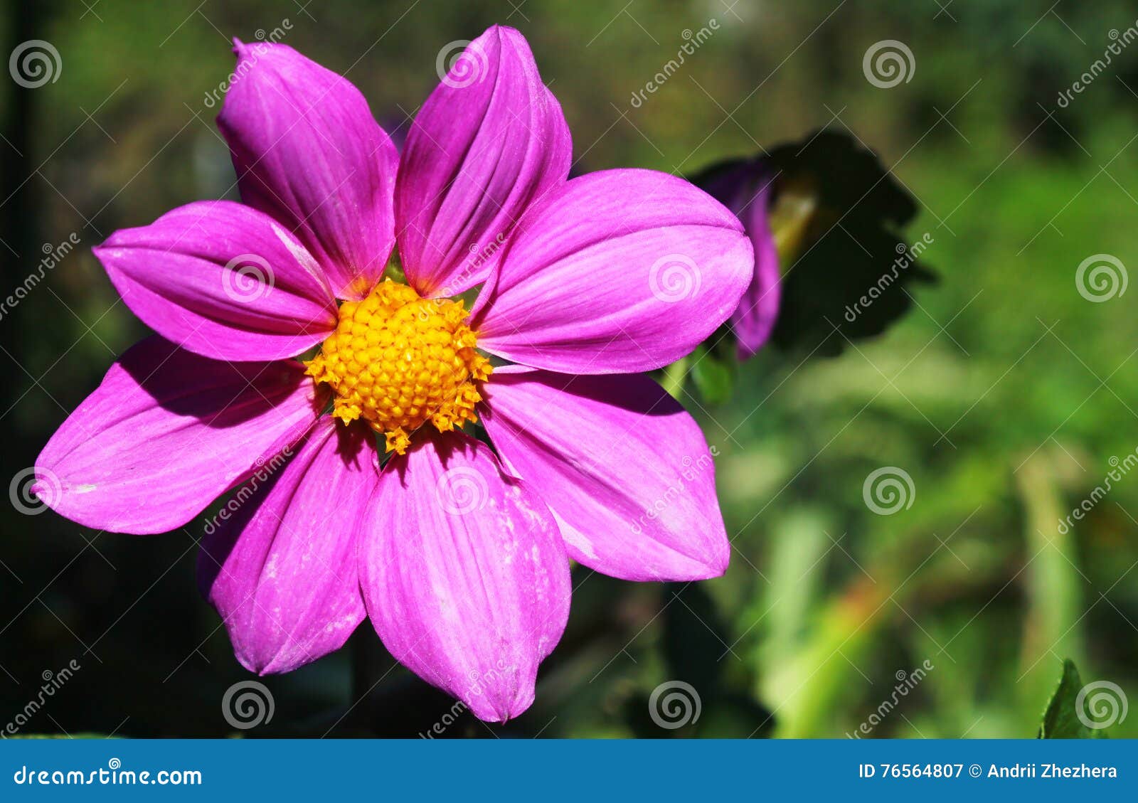 Purple cosmos flower stock image. Image of flora, cosmos - 76564807